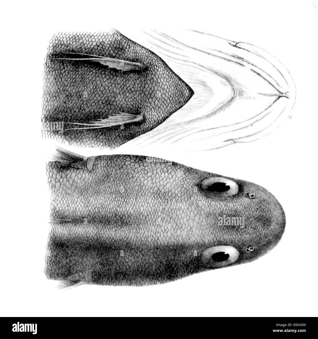 Deep dark sea life Cut Out Stock Images & Pictures - Alamy