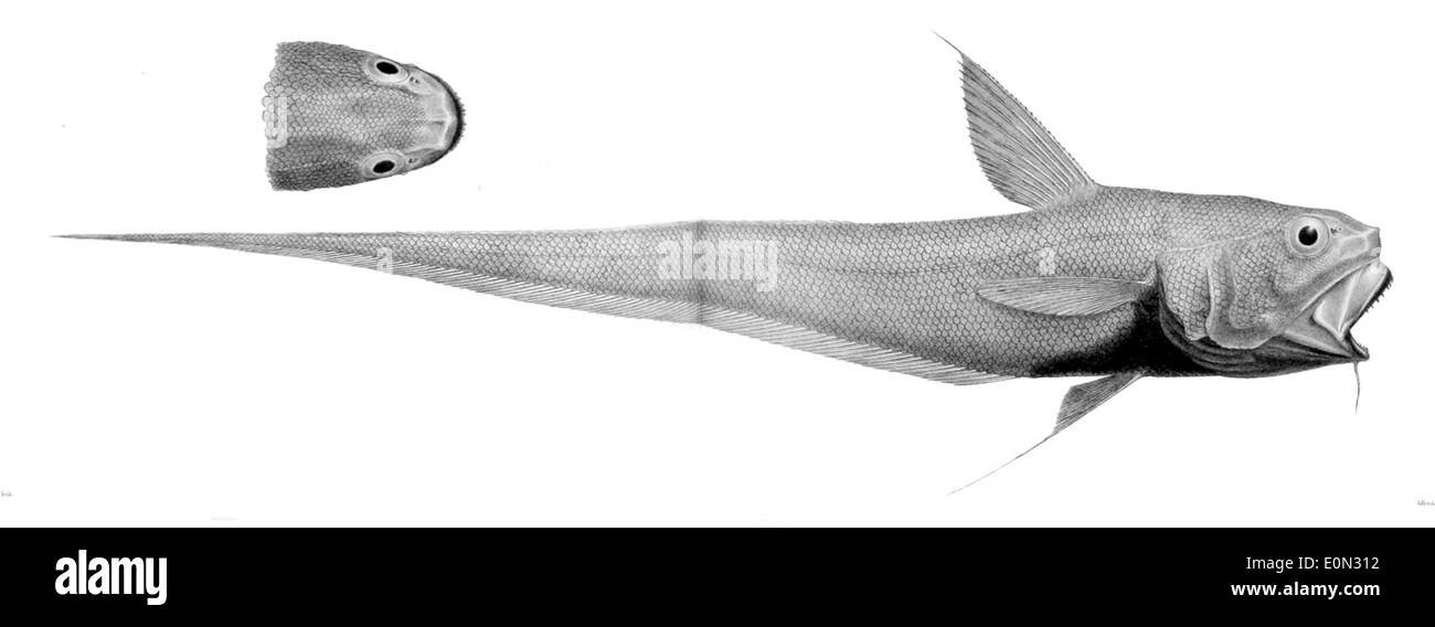 Coryphaenoides murrayi hi-res stock photography and images - Alamy