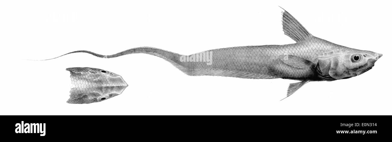 Long fin fish hi-res stock photography and images - Alamy