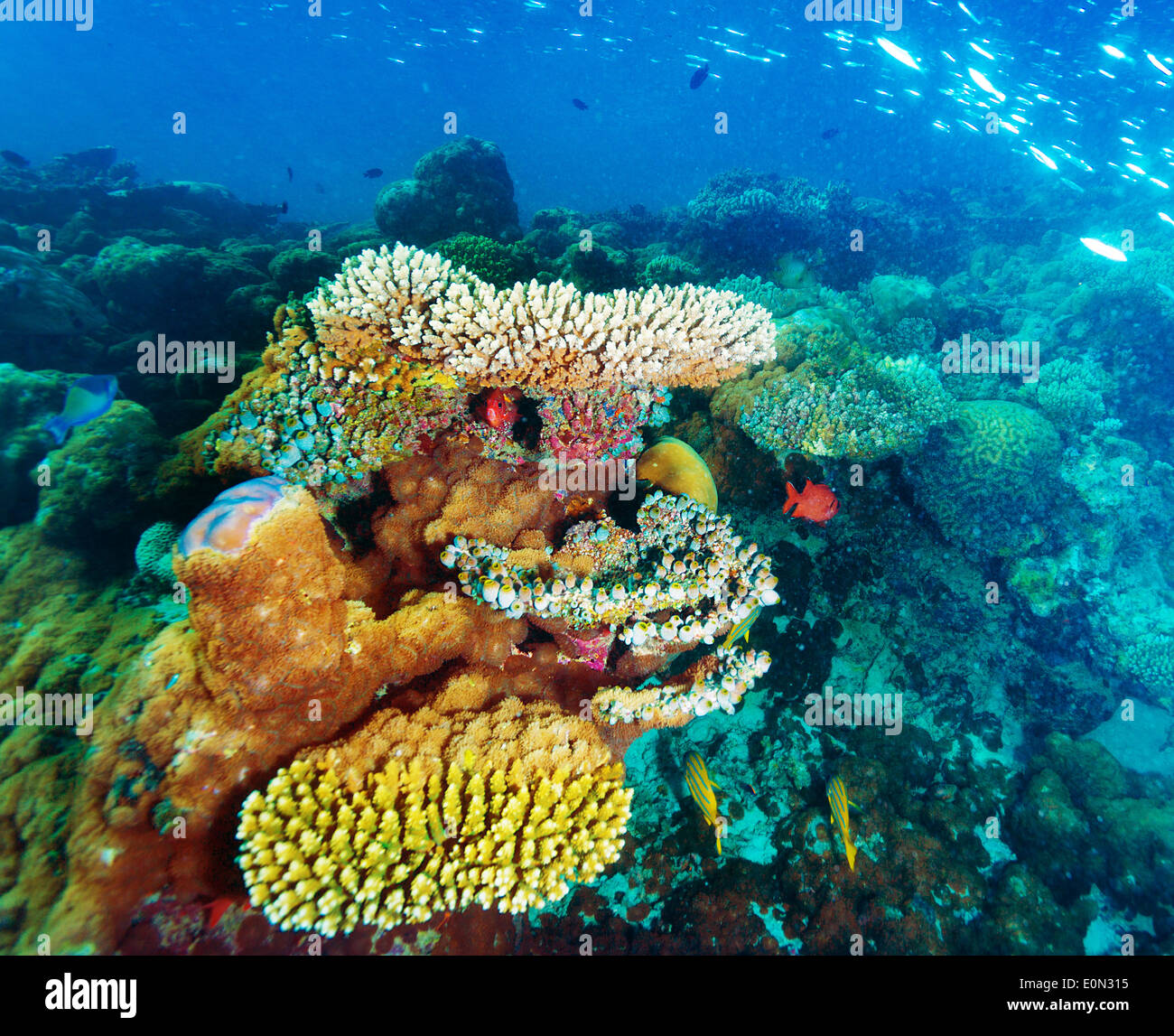 Beautiful marine life, amazing colorful coral garden and many little ...
