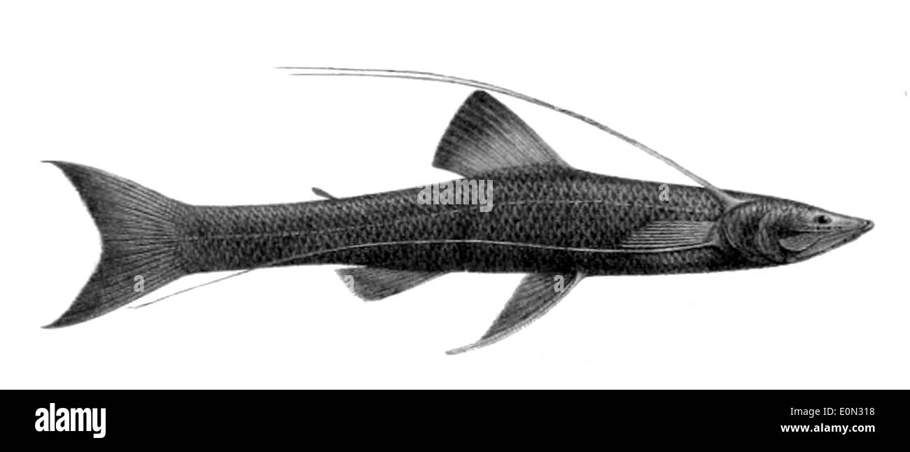 Bathypterois quadrifilis hi-res stock photography and images - Alamy