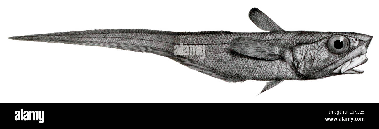 Long fish body hi-res stock photography and images - Alamy