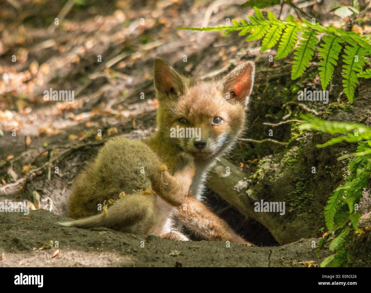 Red fox cub hi-res stock photography and images - Alamy