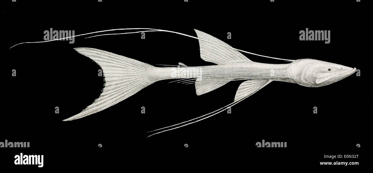 Bathypterois longicauda, a deep-sea fish, is known for its elongated ...