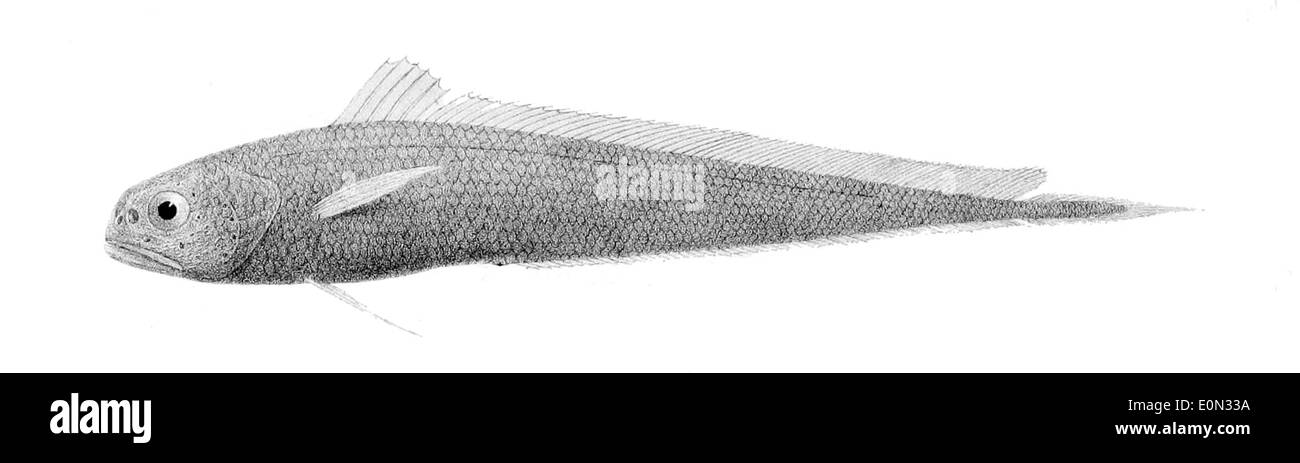 Melanonus gracilis, known as the slender scabbardfish, is a deep-sea ...