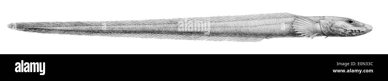 North atlantic ocean pout hi-res stock photography and images - Alamy