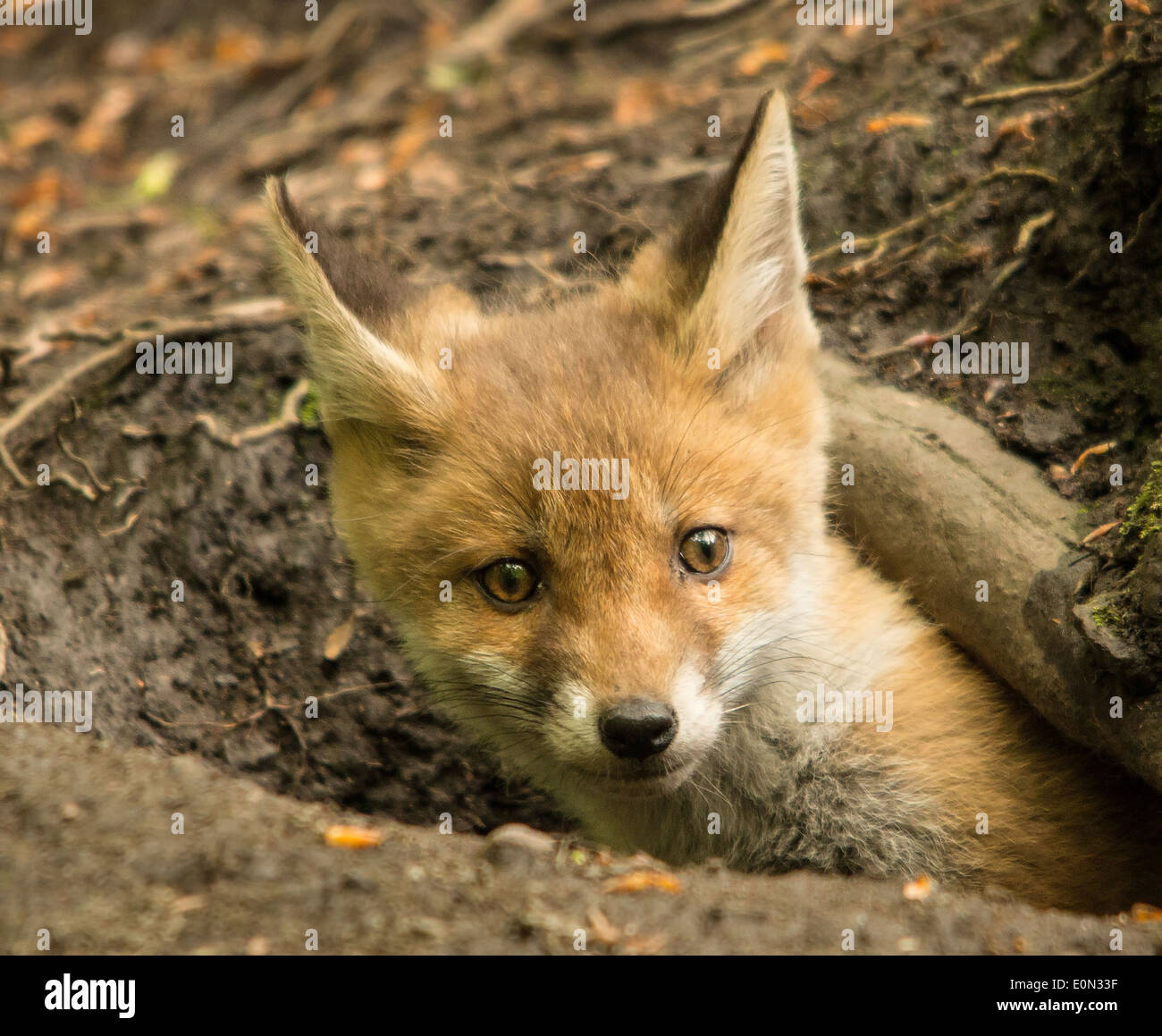 Fox cub peeking out of den Stock Photo - Alamy