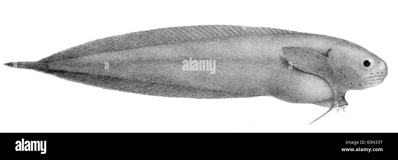 Paraliparis High Resolution Stock Photography and Images - Alamy