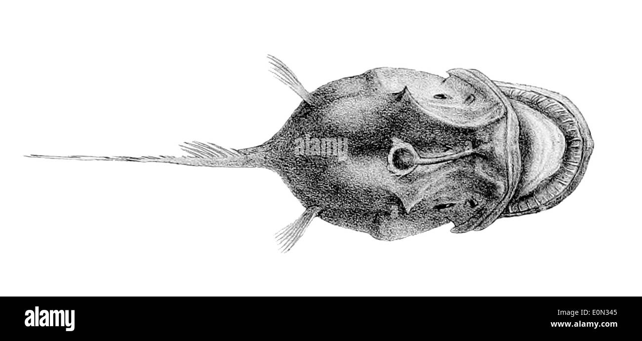 Deep sea anglerfish Black and White Stock Photos & Images - Alamy