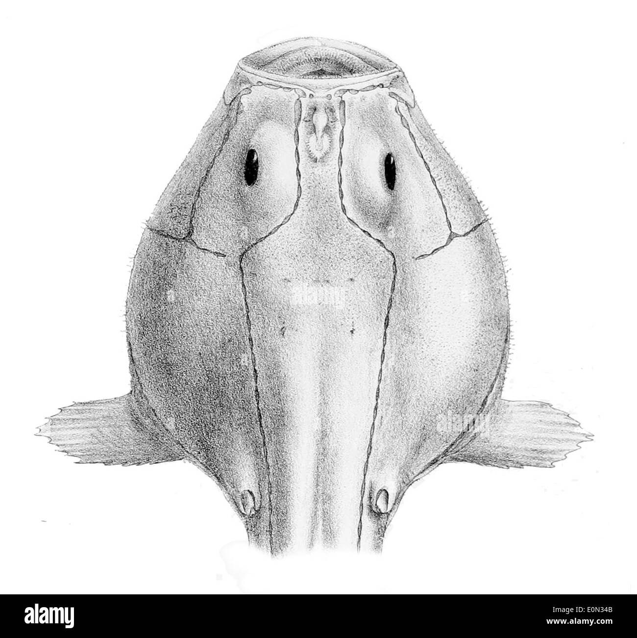 Skin painted Black and White Stock Photos & Images - Alamy