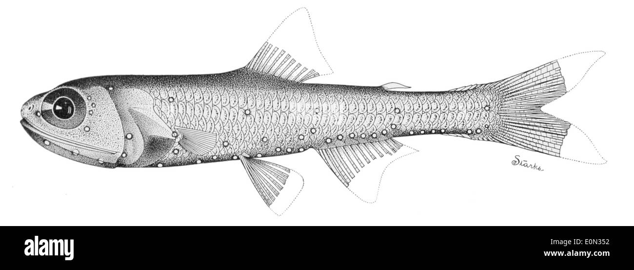 Light fish light Black and White Stock Photos & Images - Alamy