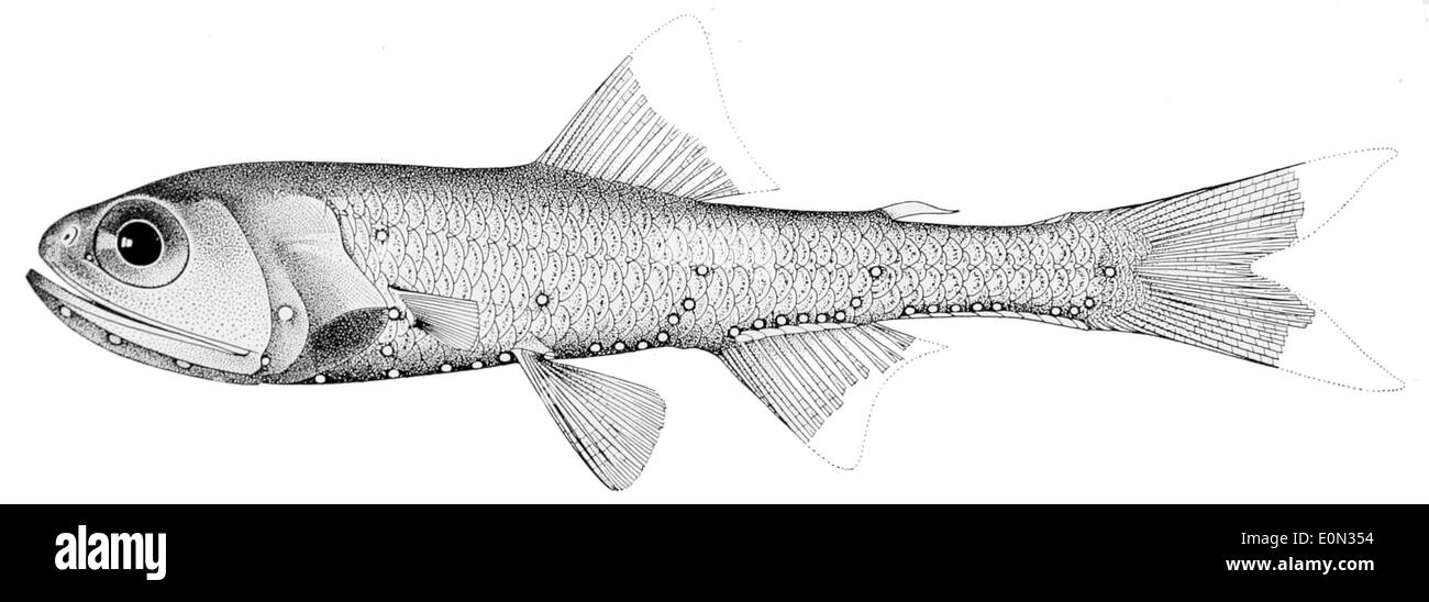 Lanternfish feeding hi-res stock photography and images - Alamy