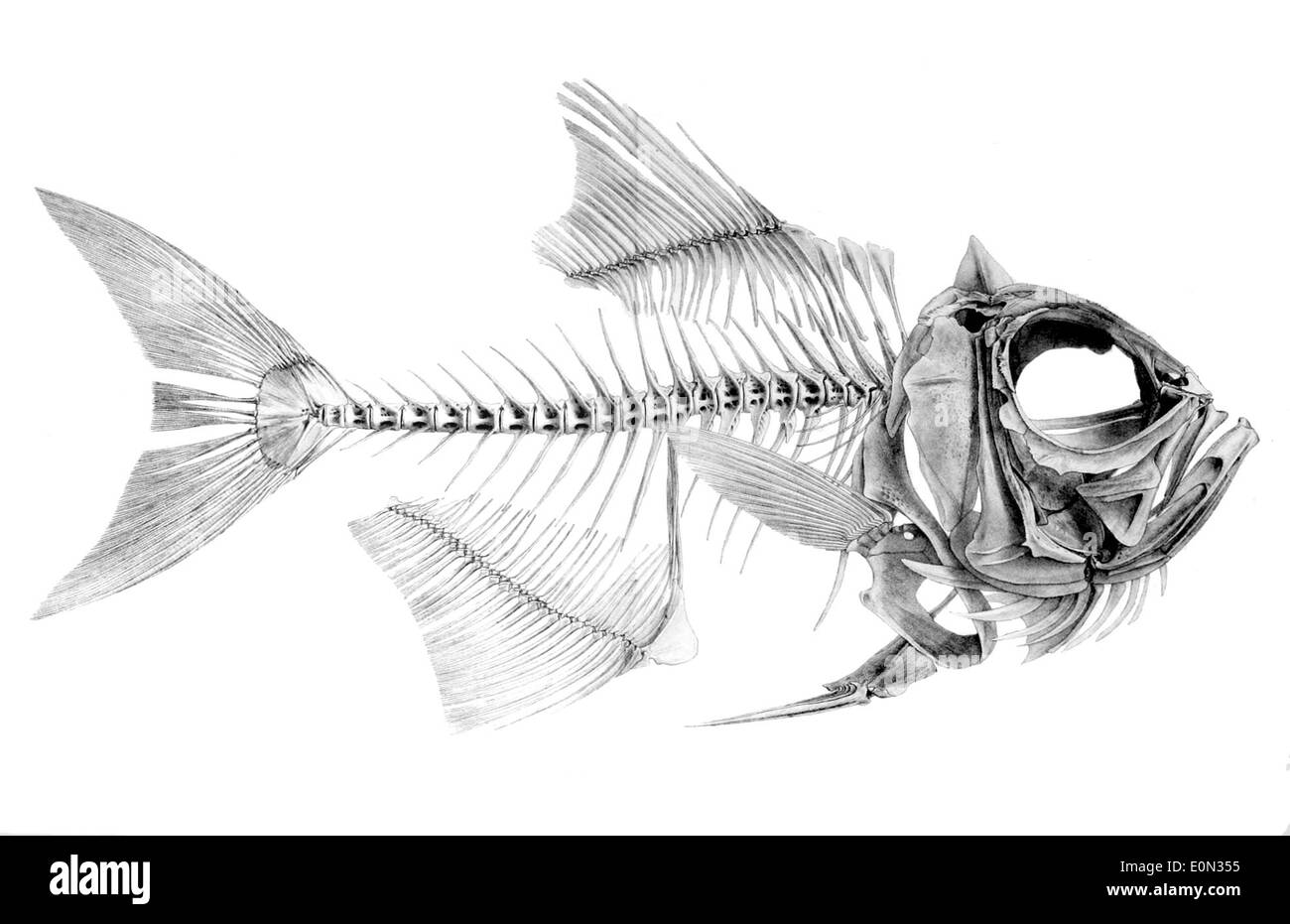 Beryx decadactylus hi-res stock photography and images - Alamy
