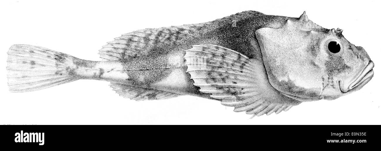 Microps hi-res stock photography and images - Alamy