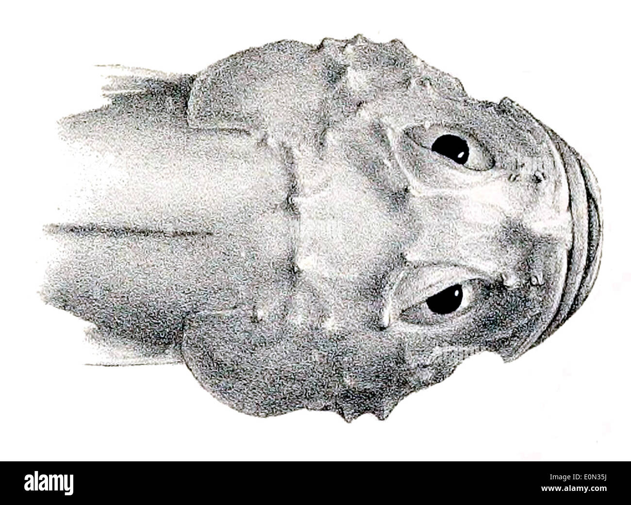 Small fish anatomy hi-res stock photography and images - Alamy