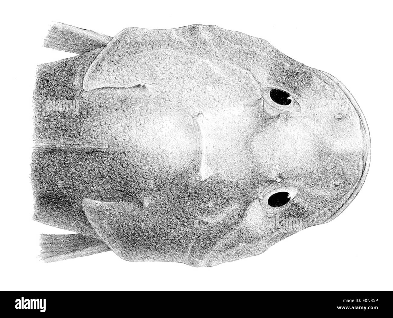 Microps hi-res stock photography and images - Alamy