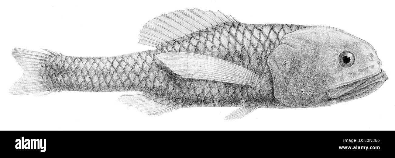 Poromitra crassiceps hi-res stock photography and images - Alamy