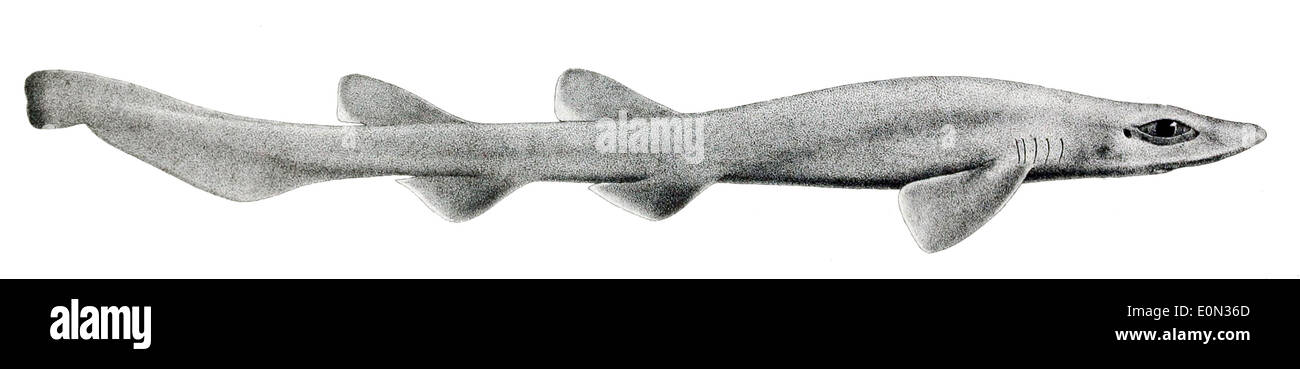 Pale catshark hi-res stock photography and images - Alamy