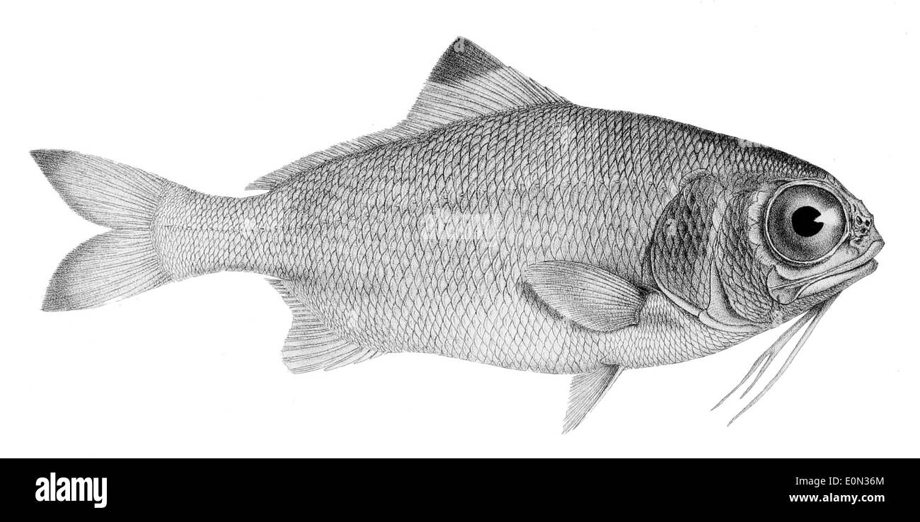 Polymixia nobilis hi-res stock photography and images - Alamy