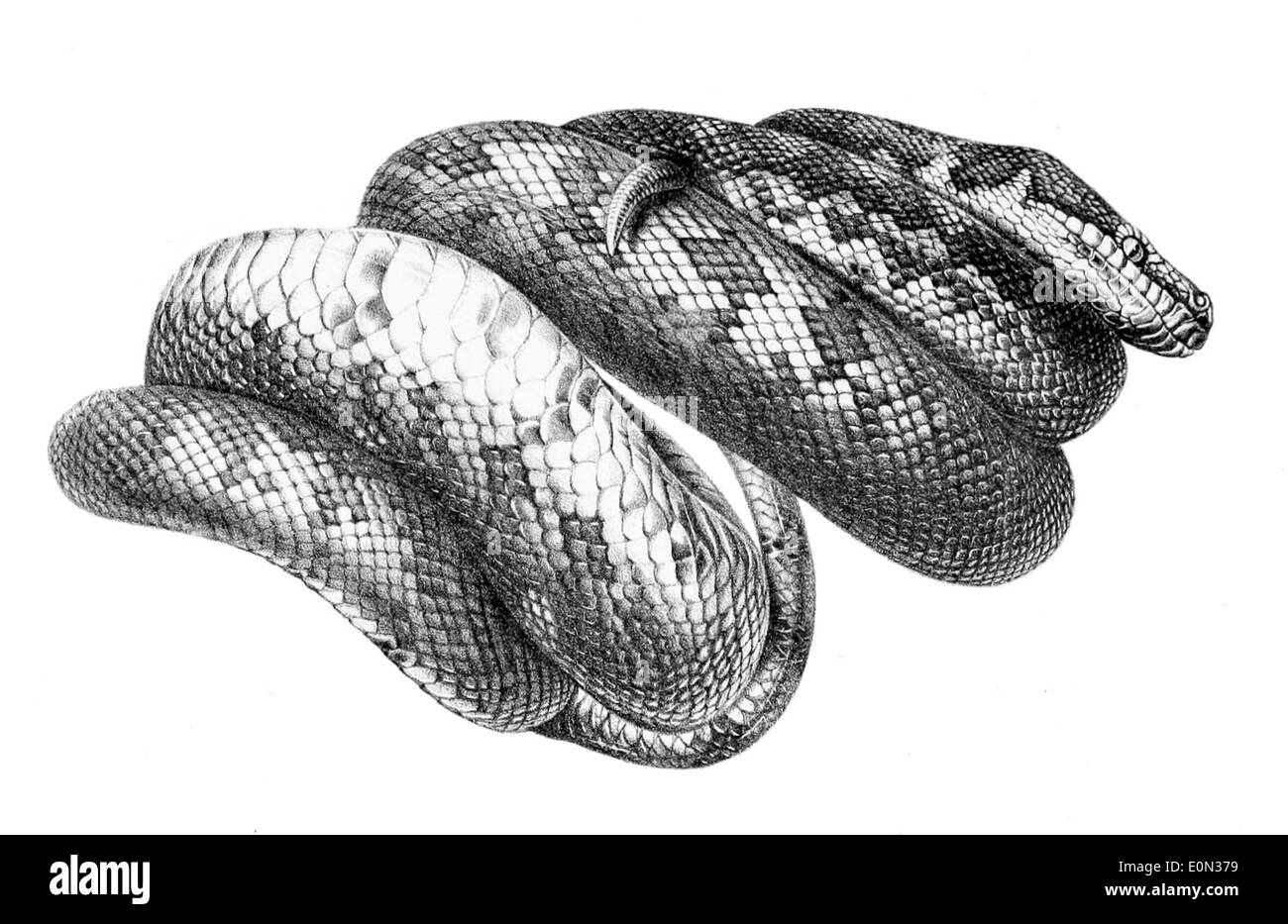 Morelia spilota variegata Black and White Stock Photos & Images - Alamy