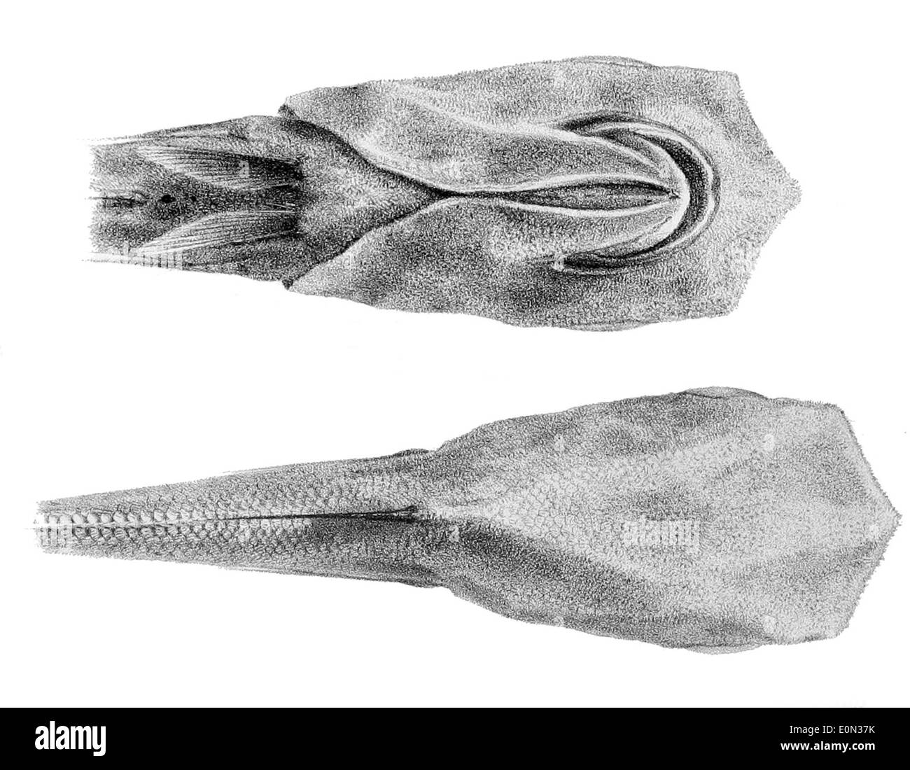 Cetonurus crassiceps, a species of deep-sea fish, is recognized for its ...