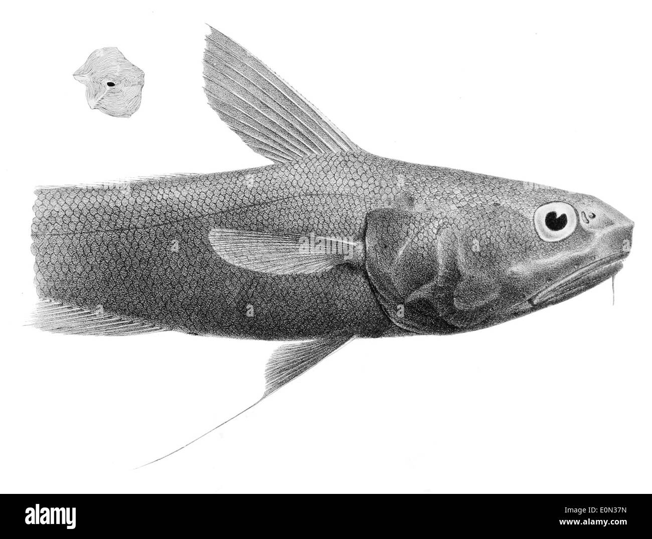 Coryphaenoides liocephalus hi-res stock photography and images - Alamy