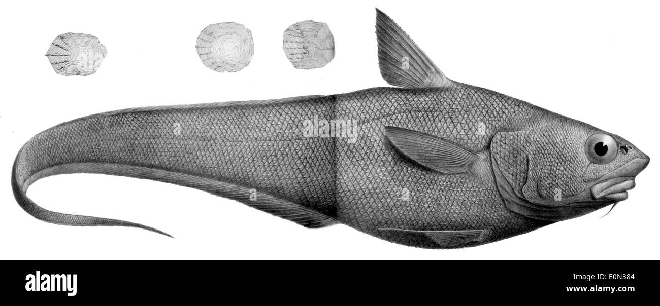 Long tapering tail Black and White Stock Photos & Images - Alamy