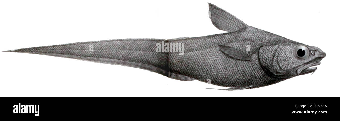 Rattail fish hi-res stock photography and images - Alamy