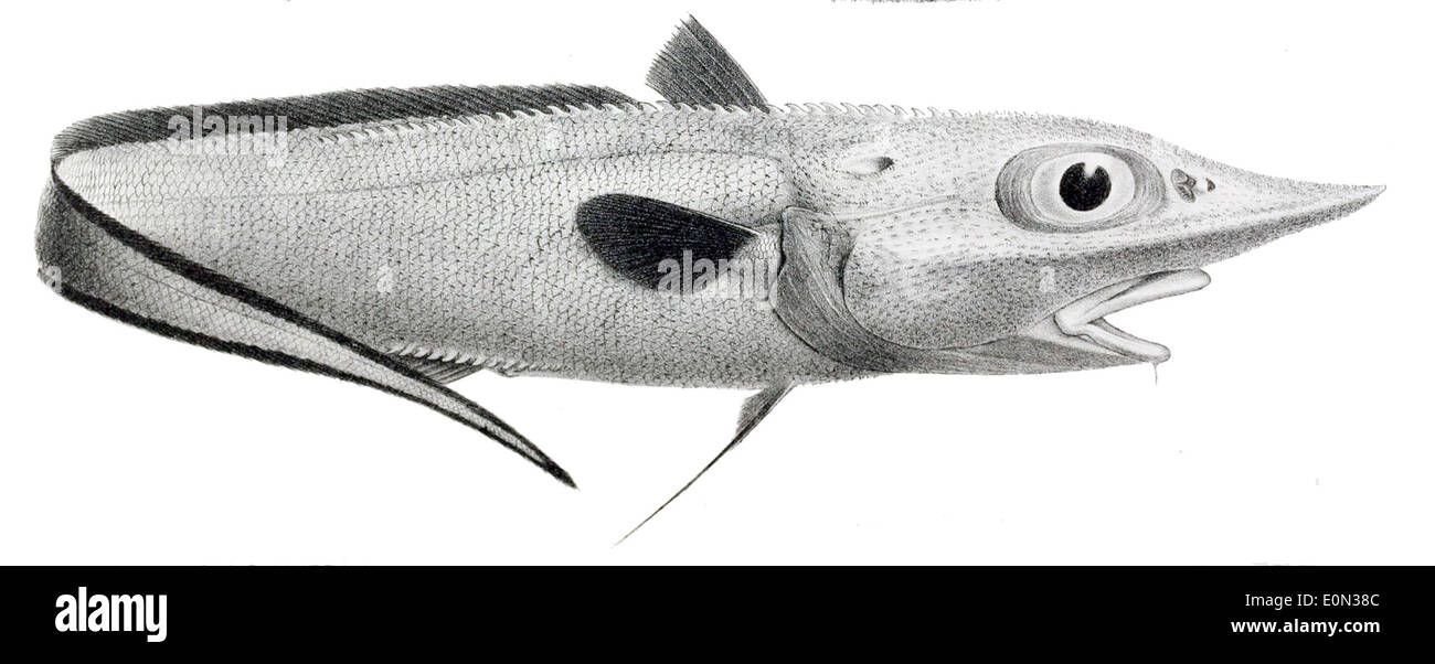 Fish grenadier hi-res stock photography and images - Alamy