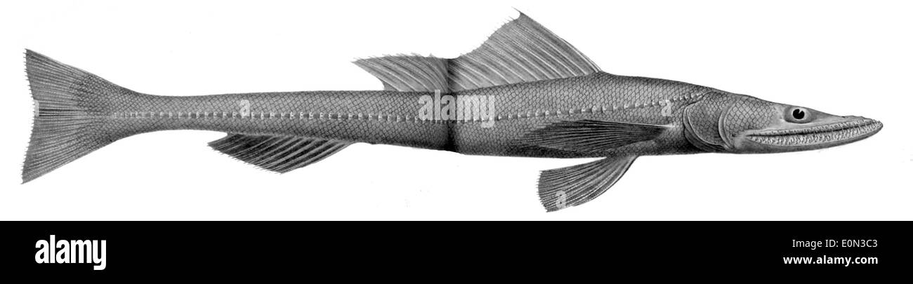 From predatory Black and White Stock Photos & Images - Alamy