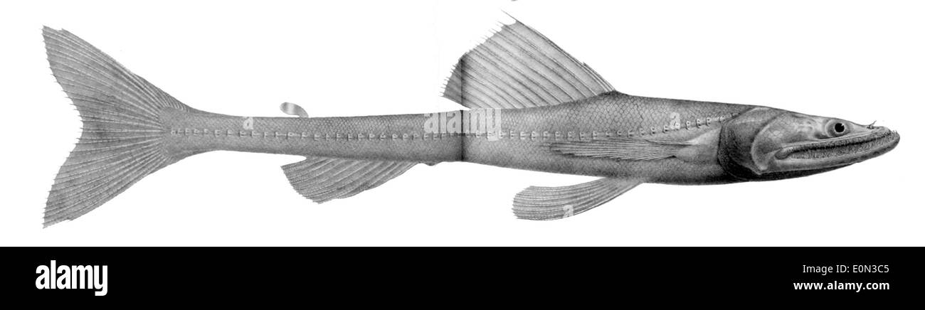 Bathysaurus hi-res stock photography and images - Alamy