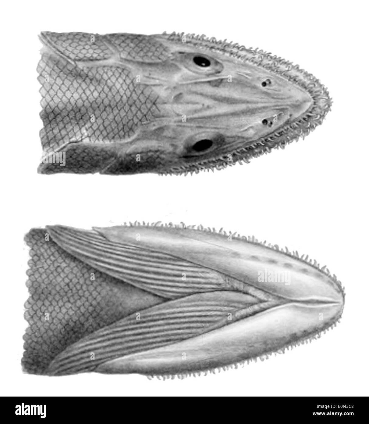 Bathysaurus hi-res stock photography and images - Alamy