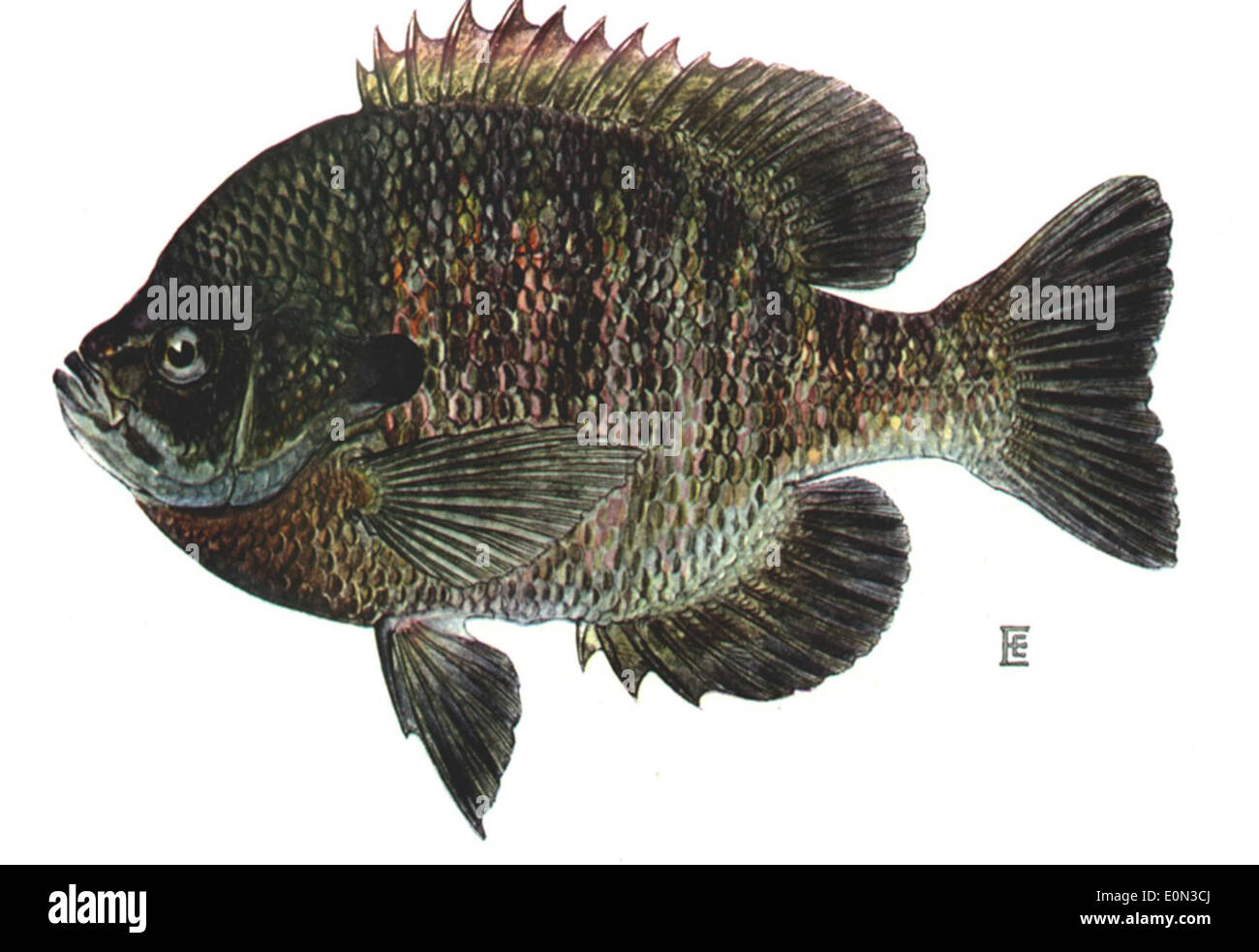 Bluegill fish species hi-res stock photography and images - Alamy