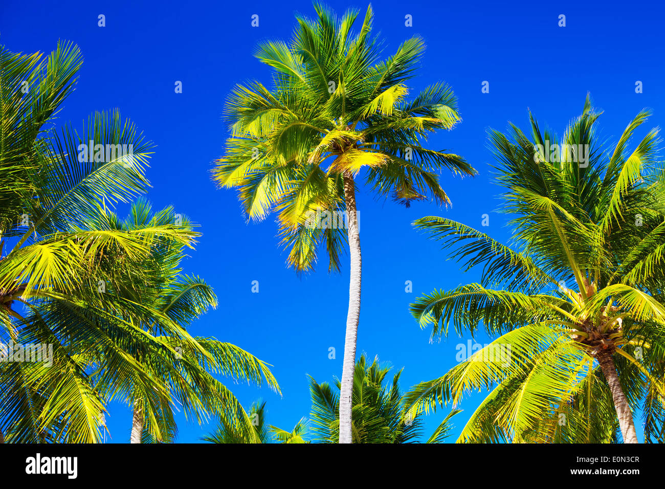 Abstract tropical backdrop, fresh green palm trees on clear blue sky ...