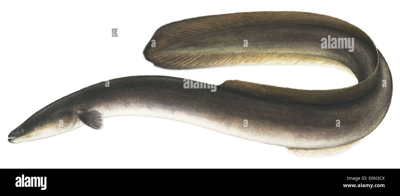 The American eel (Anguilla rostrata) is a species of catadromous fish ...