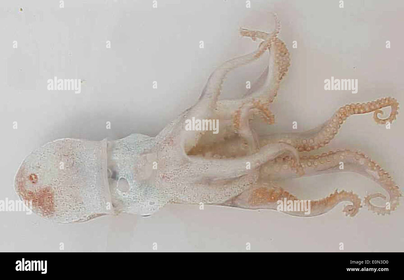 Bulbous body hi-res stock photography and images - Alamy