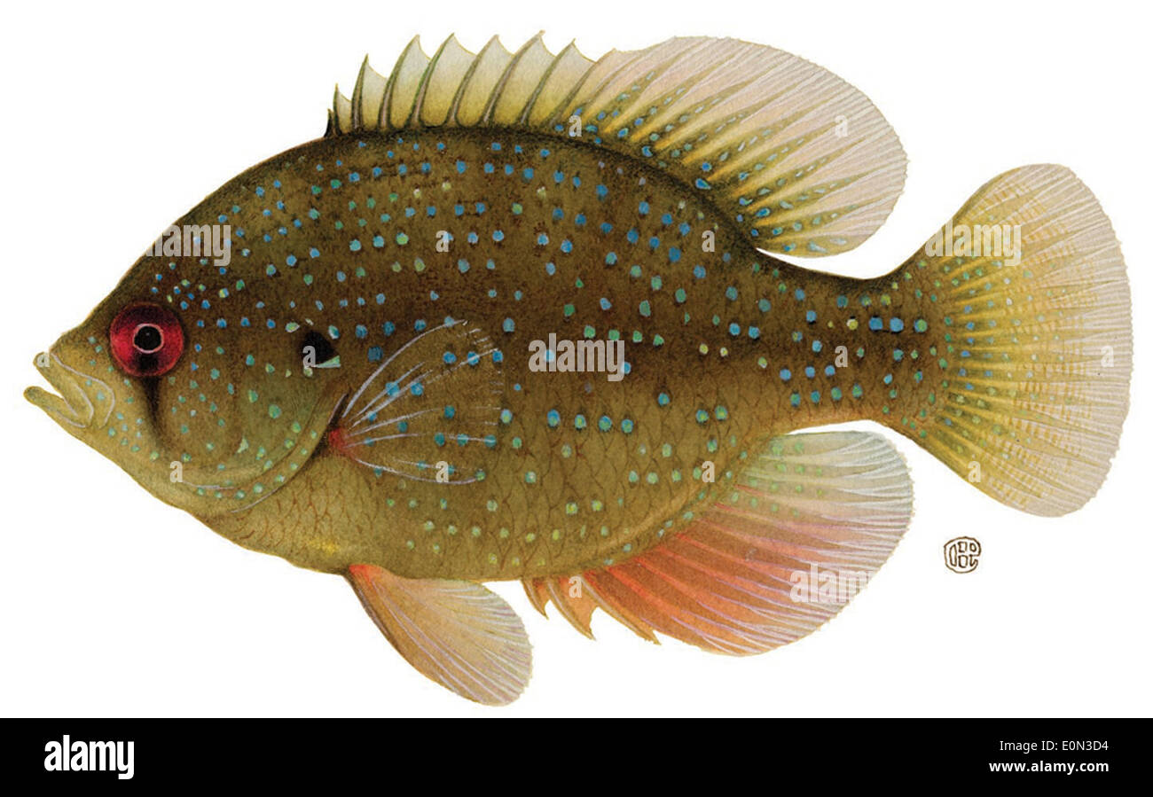 The Bluespotted Sunfish (Lepomis macrochirus) is a freshwater fish ...