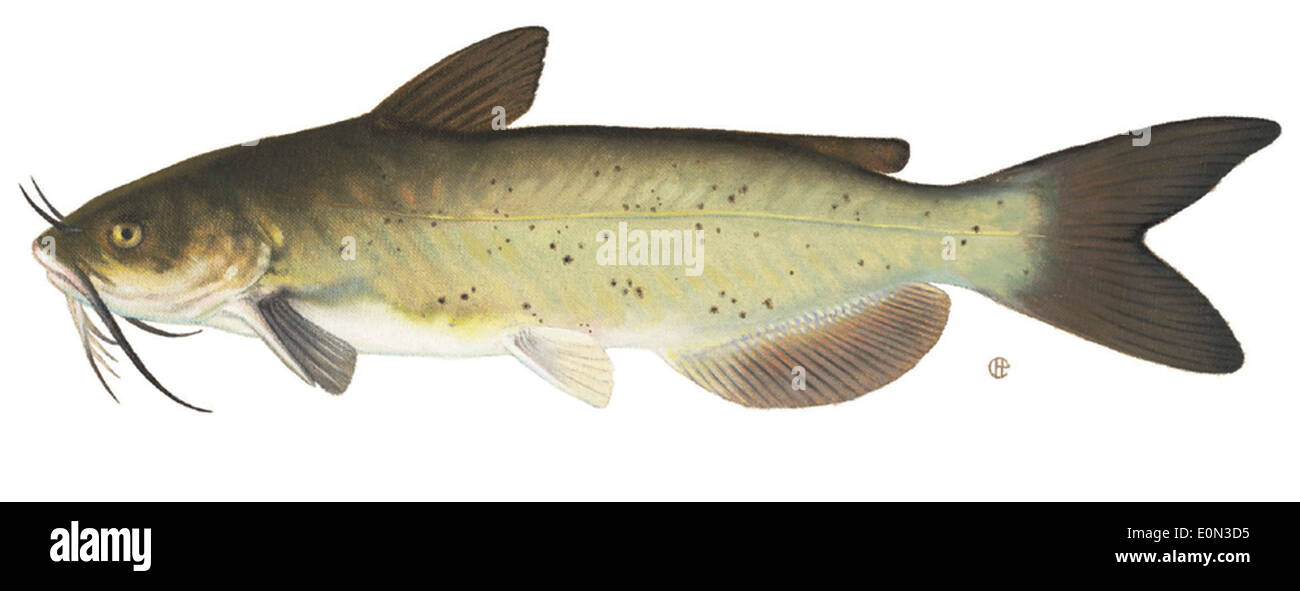 Channel catfish species freshwater hi-res stock photography and images ...