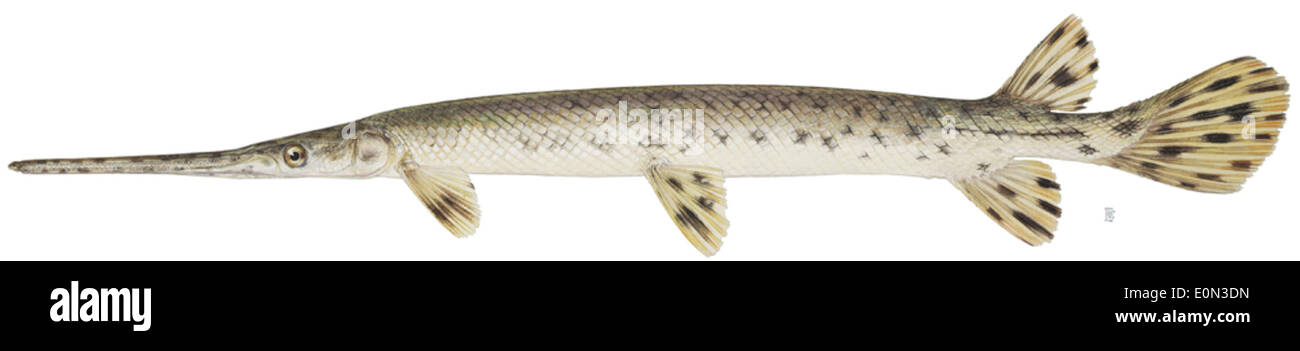 Longnose gar hi-res stock photography and images - Alamy