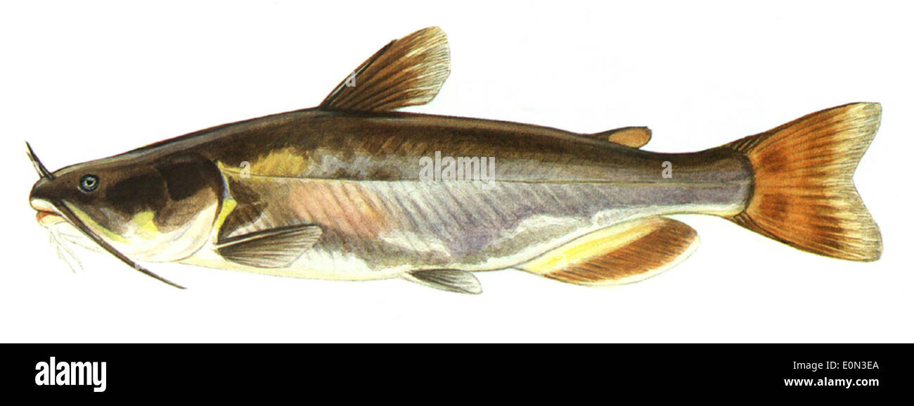Ameiurus catus Cut Out Stock Images & Pictures - Alamy