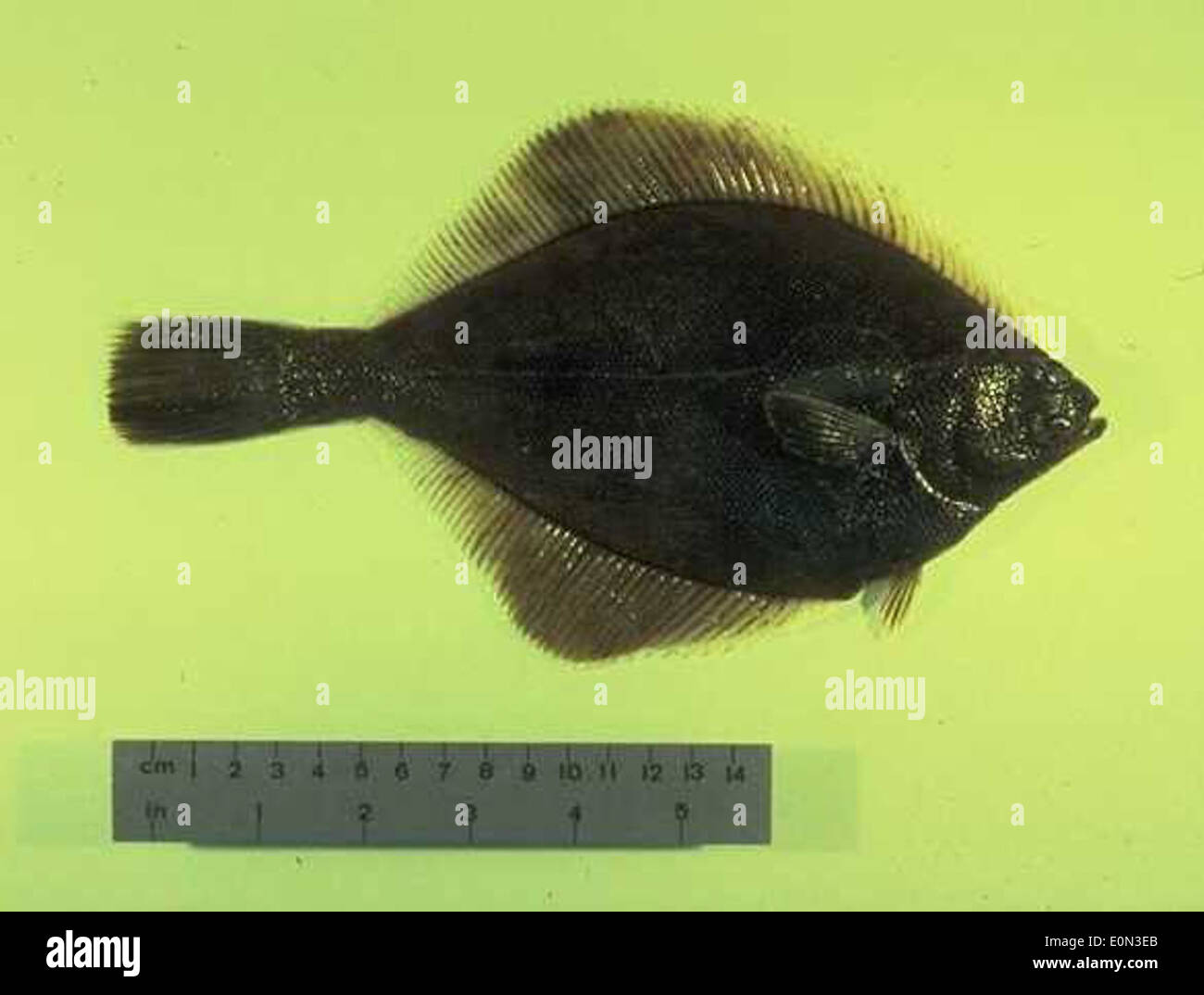 Yellowfin Sole High Resolution Stock Photography and Images - Alamy