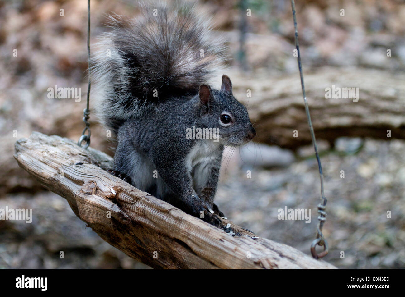 western gray squirrel (Sciurus griseus) in California Stock Photo - Alamy