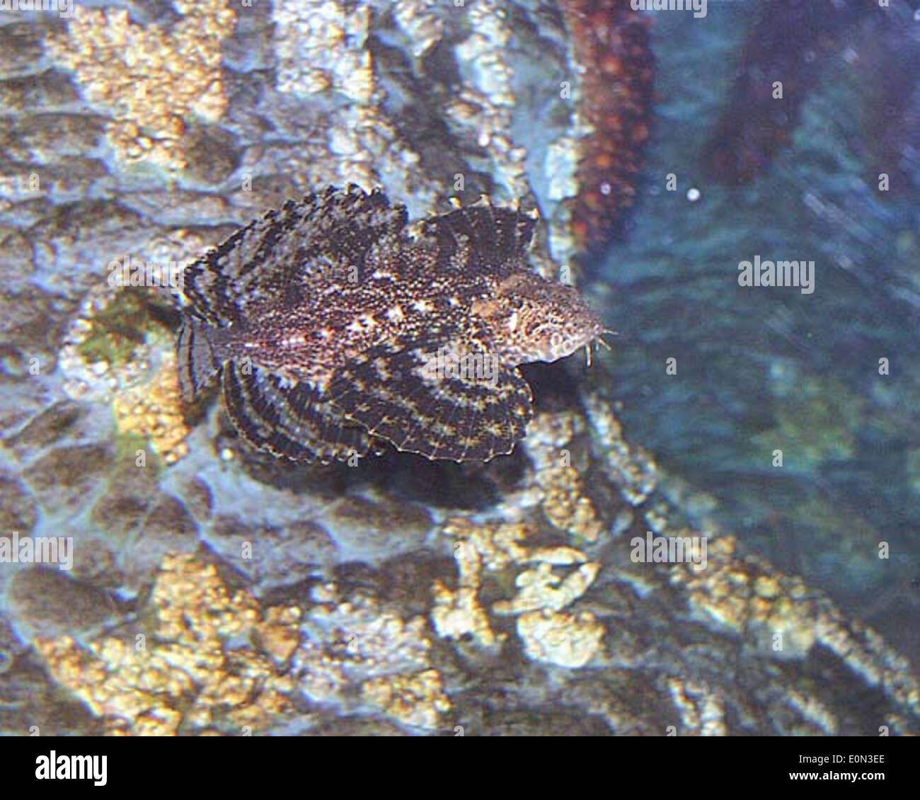 Bilobus hi-res stock photography and images - Alamy