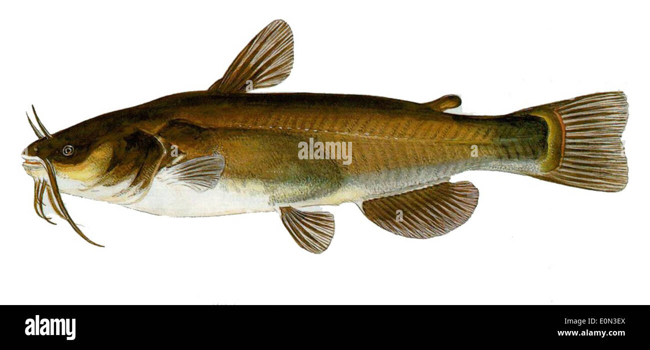 Black bullhead catfish ameiurus hi-res stock photography and images - Alamy