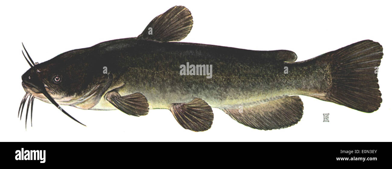 Bullhead Cut Out Stock Images & Pictures - Alamy