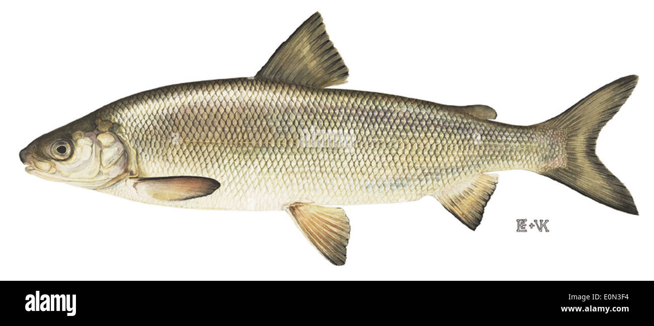 The Lake whitefish, also known as Coregonus clupeaformis, is a species ...