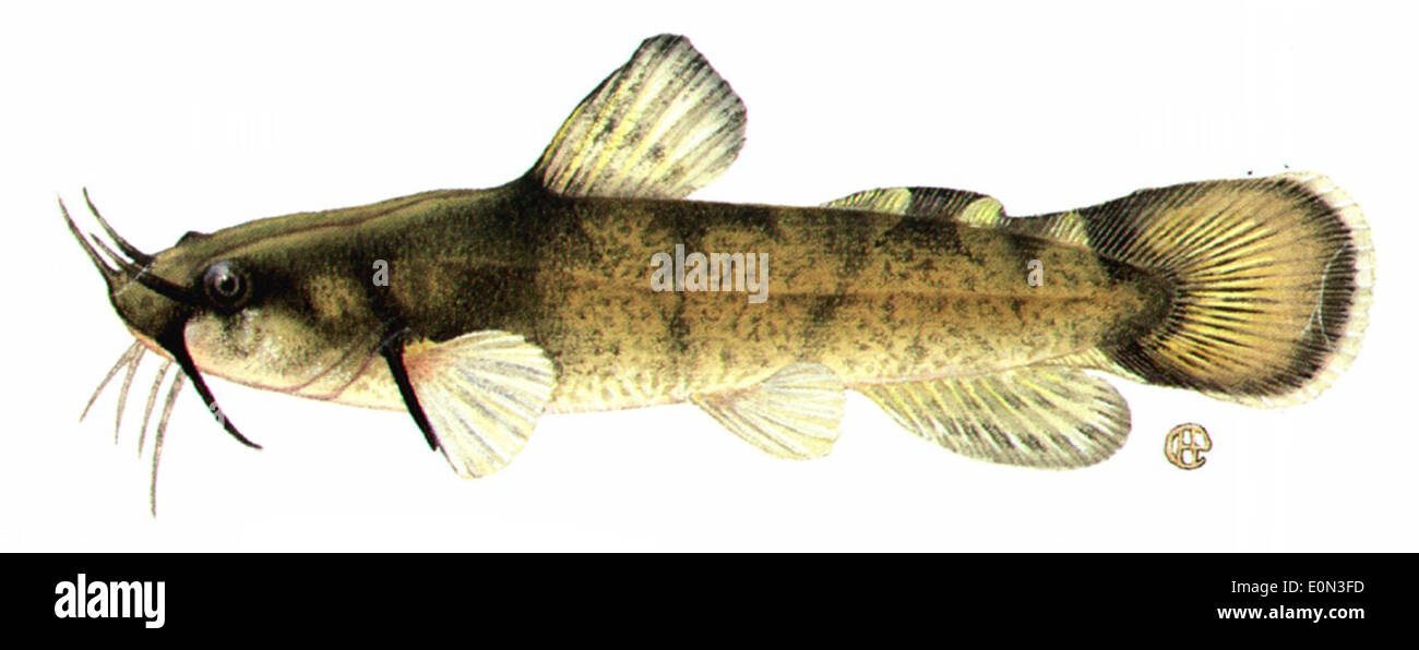 Noturus miurus hi-res stock photography and images - Alamy