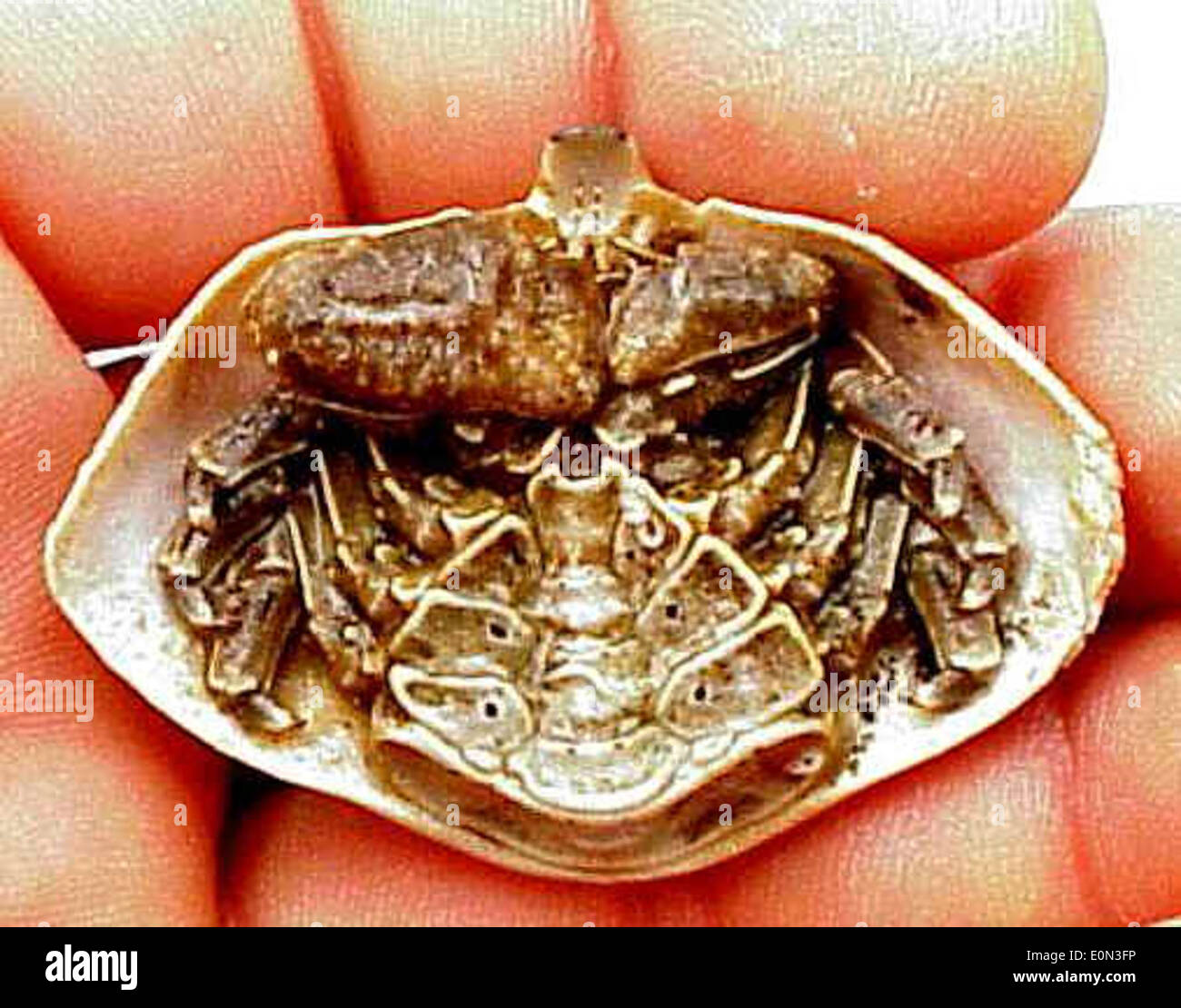 Marine organisms exoskeleton hi-res stock photography and images - Alamy