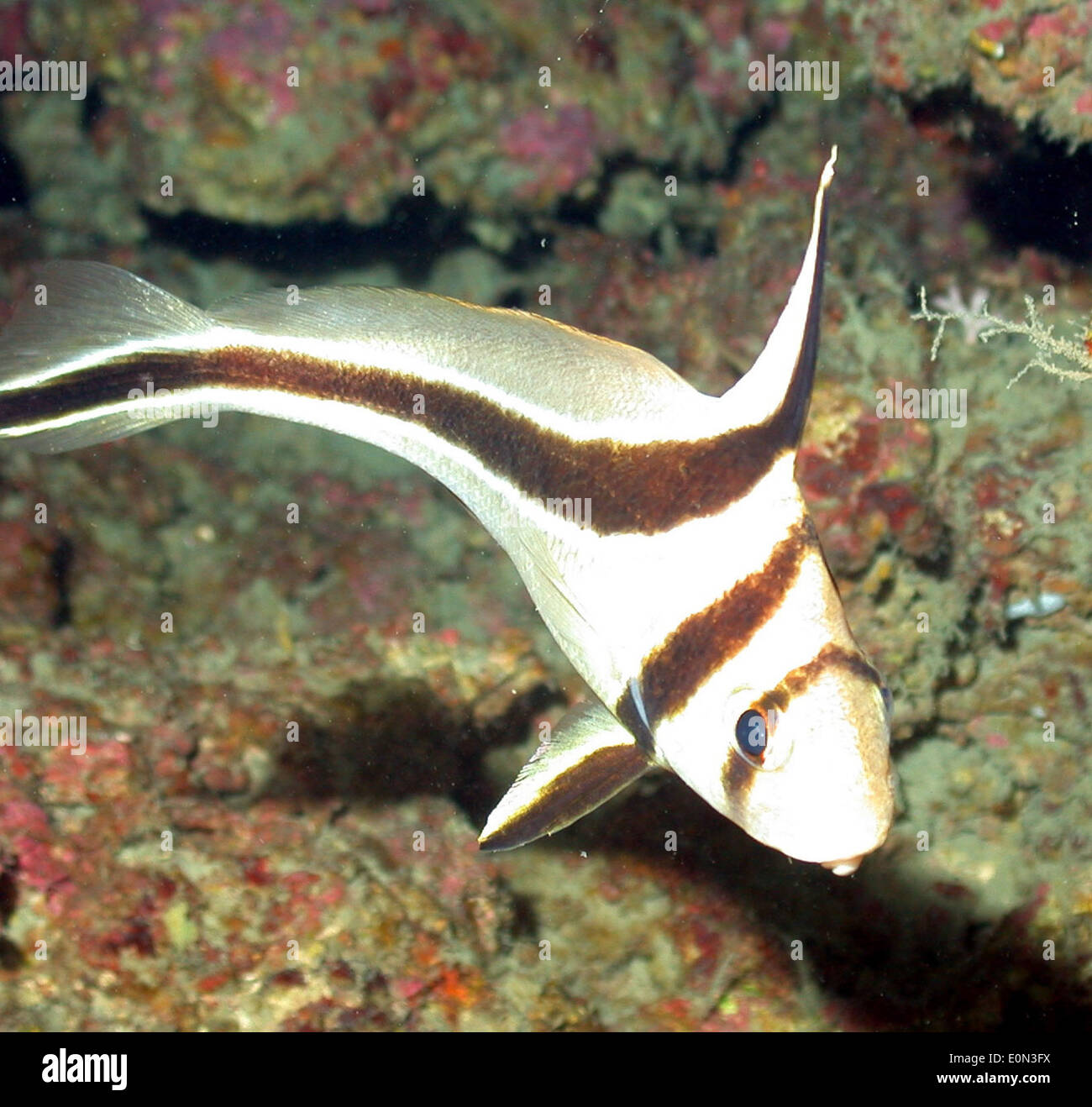 Lancetfish hi-res stock photography and images - Alamy