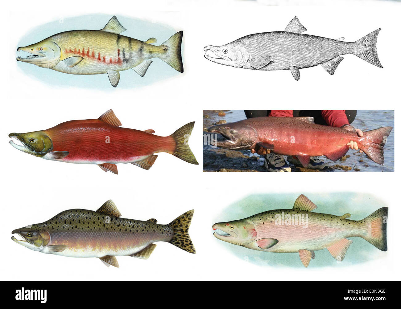 During the spawning phase, male salmon exhibit dramatic physical ...